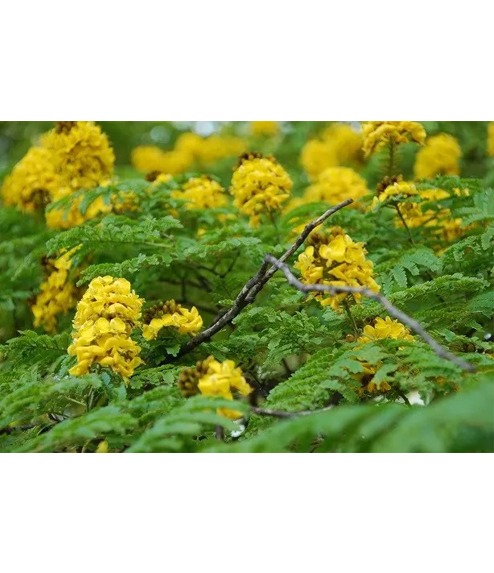 Pianta un Albero | Regala un Albero e Aiuta l'Ambiente - iGreenGadgets.it