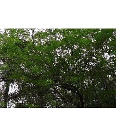 Pianta un Albero | Regala un Albero e Aiuta l'Ambiente - iGreenGadgets.it