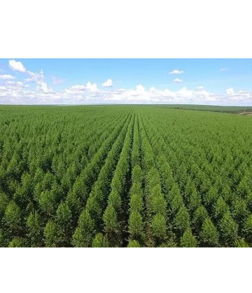 Pianta un Albero | Regala un Albero e Aiuta l'Ambiente - iGreenGadgets.it