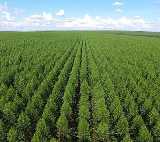 Pianta un Albero | Regala un Albero e Aiuta l'Ambiente - iGreenGadgets.it